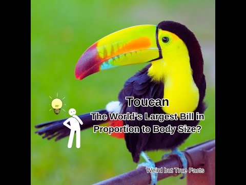 10 Weird But True Fun Facts About Toucans That Will Blow Your Mind ...
