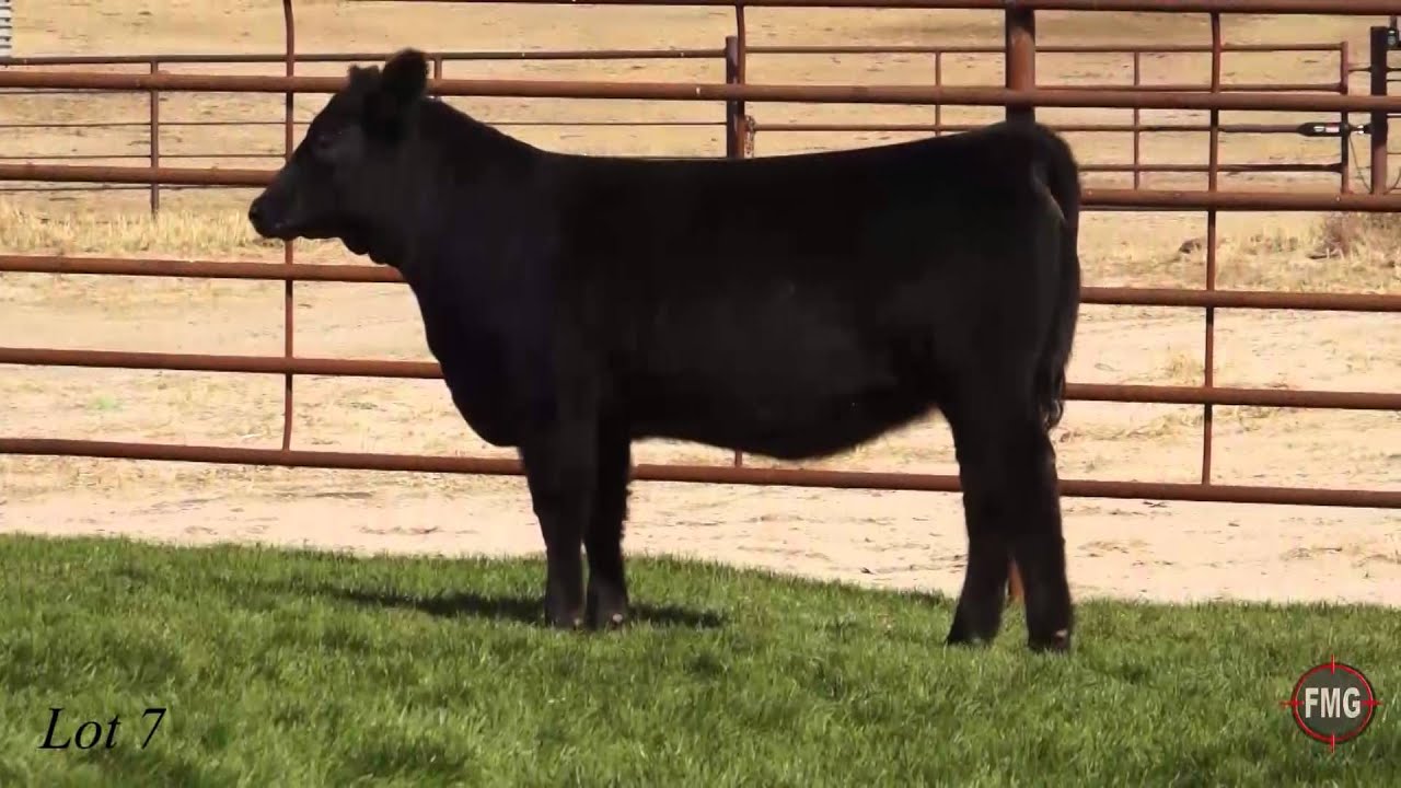 Blind Badger Lot 7 - YouTube