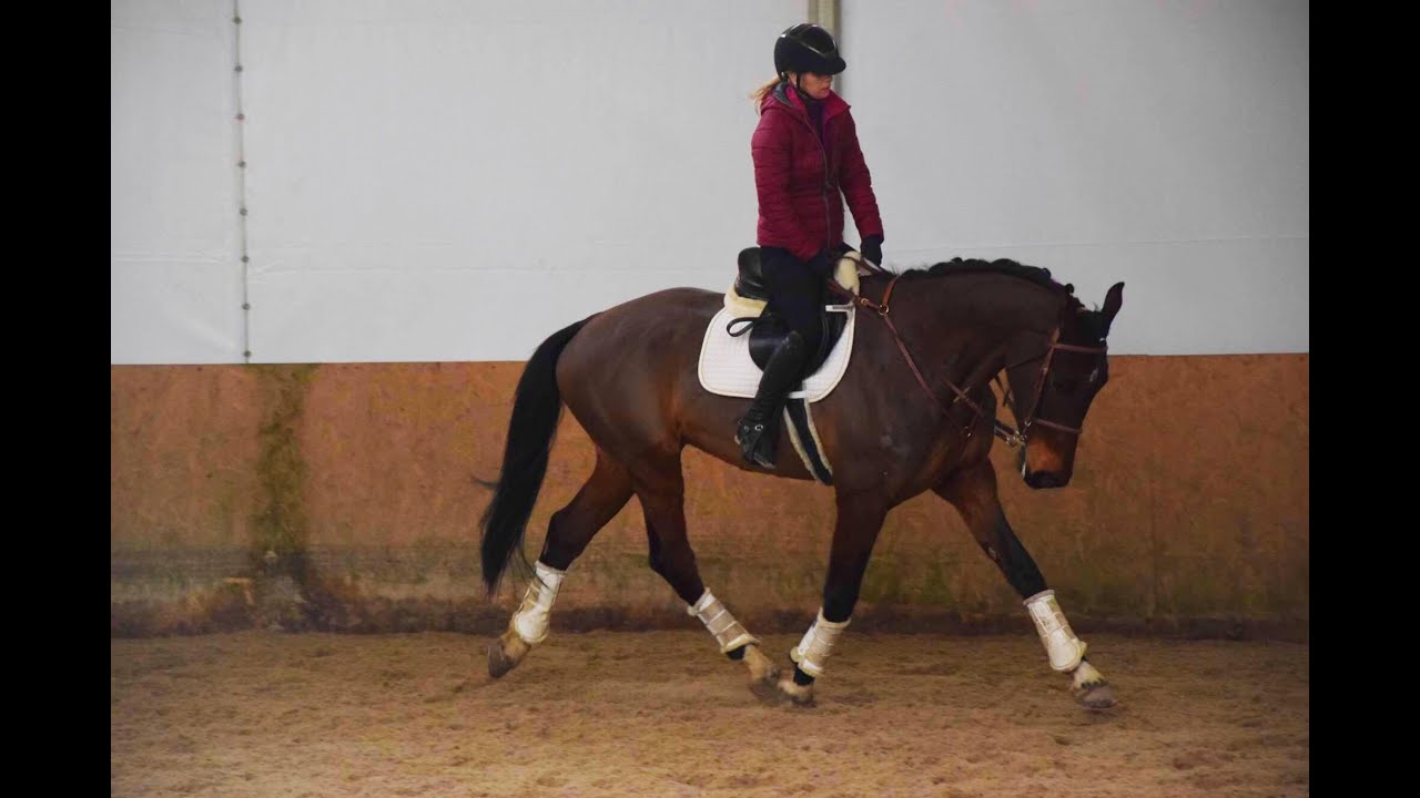 *EQUITATION PROSPECT*KANNAN, 2015, gelding, KWPN, by Kannan x Nimmedor ...