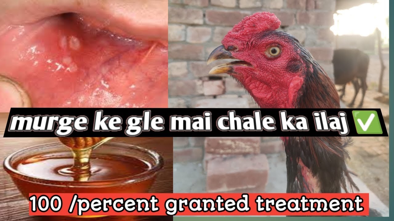 MURGE ke gle mai chale (shale) ka Treatment by @sukreetjaggi - YouTube