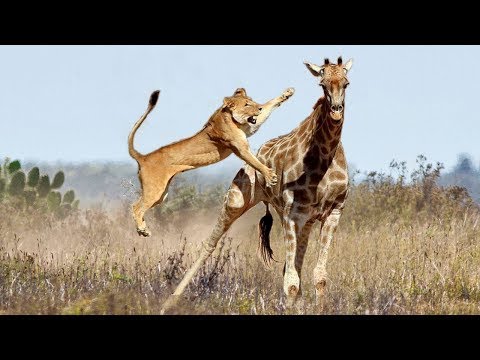 BIG CATS Hunting Attacks Compilation including Lions Tigers Pumas ...