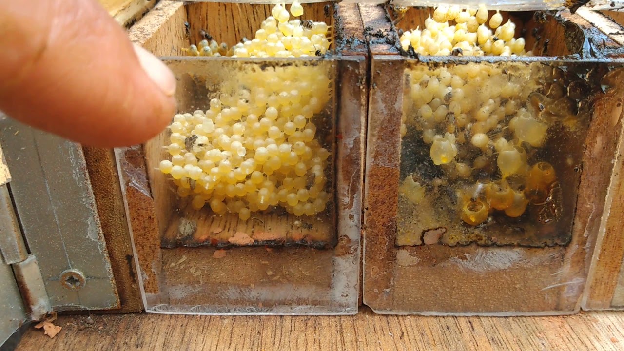 Lambe olhos - YouTube