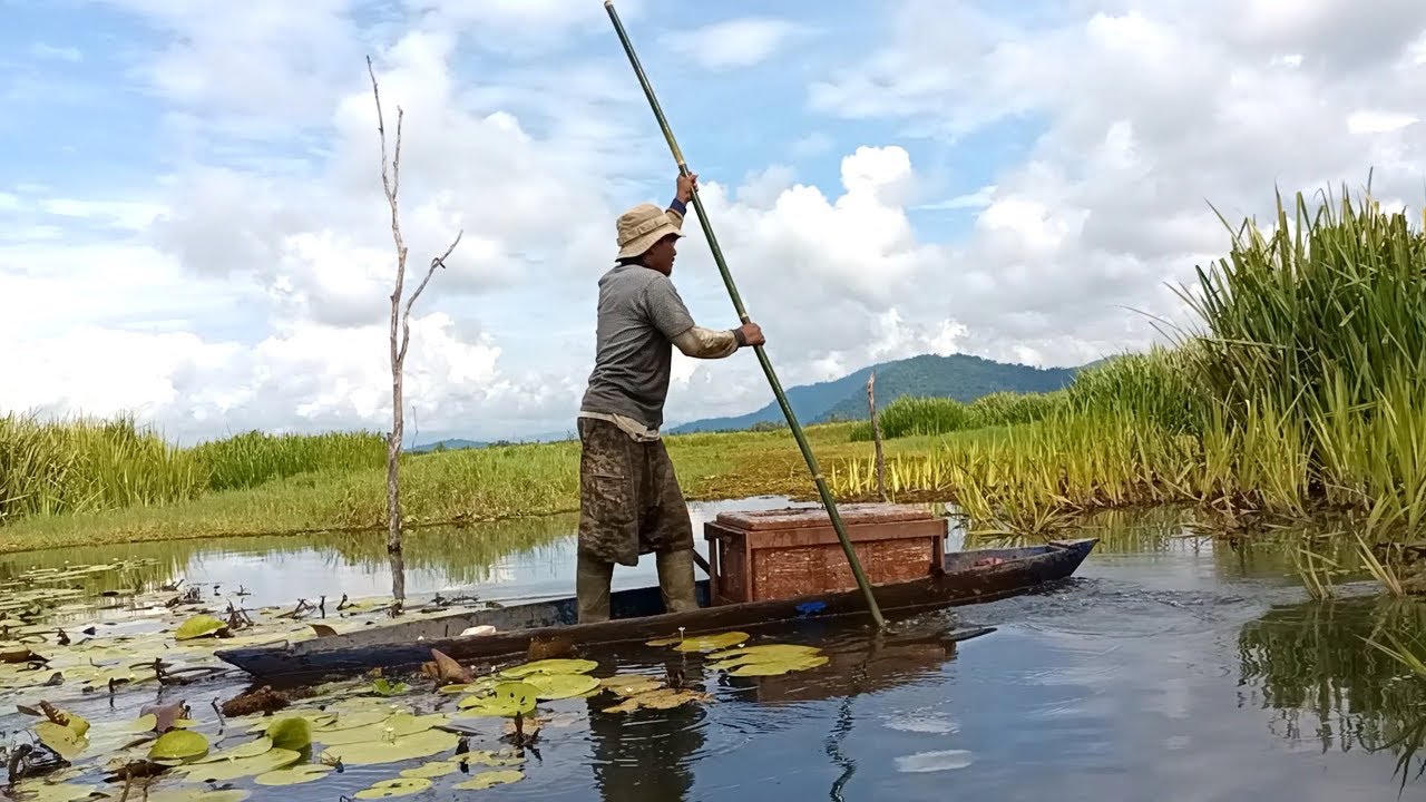 Mengikuti kegiatan nelayan rawa berlayar di perairan rawa dalam - YouTube