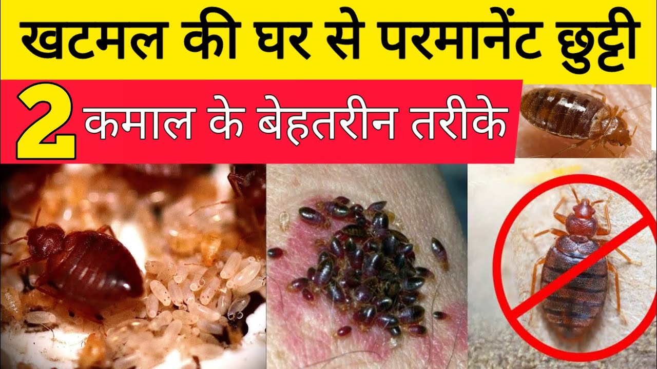 खटमल से छुटकारा पाने के 2 बेहतरीन उपाय | खटमल मारने की बेस्ट दवा ...