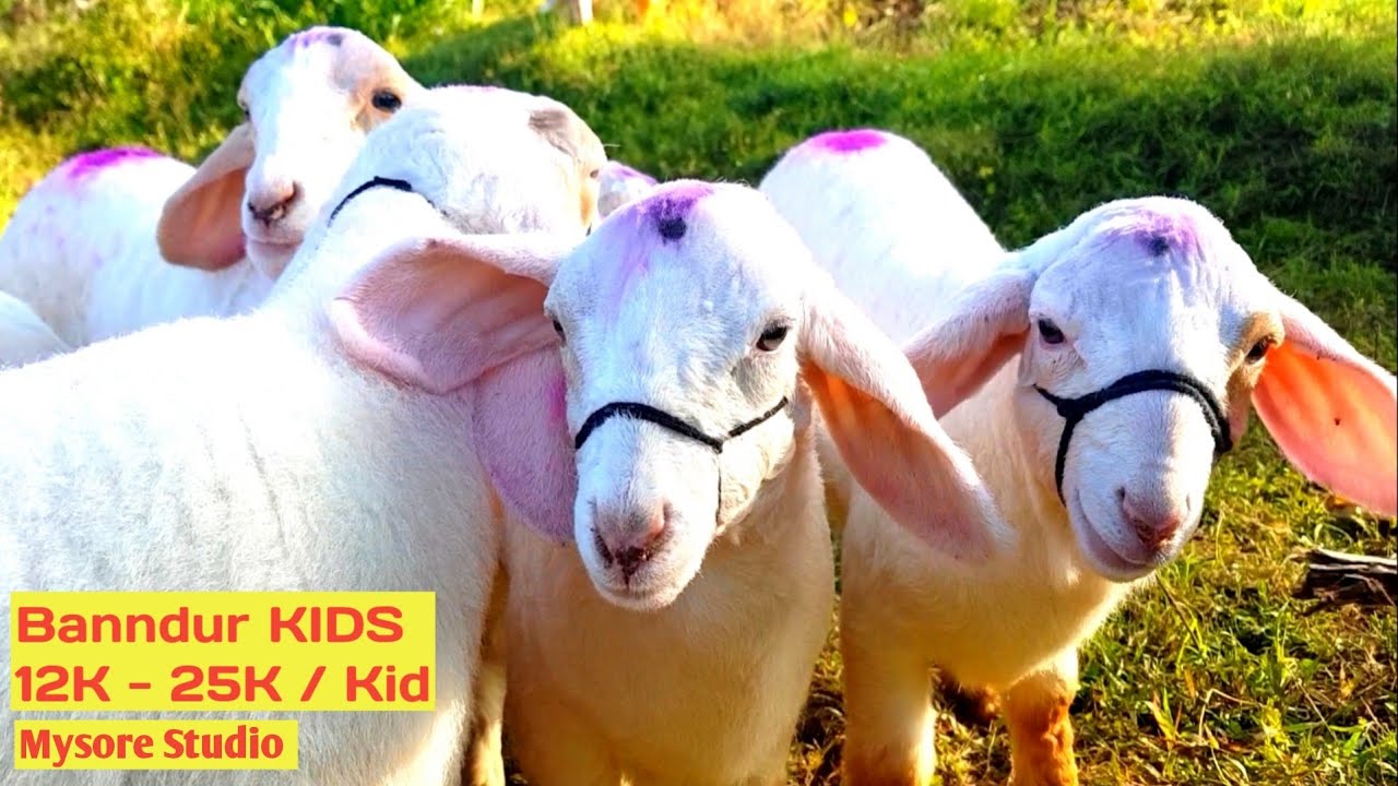 Goat Sheep Market Basavanahalli Bannur | Bakra Mandi Kuri Santhe ...