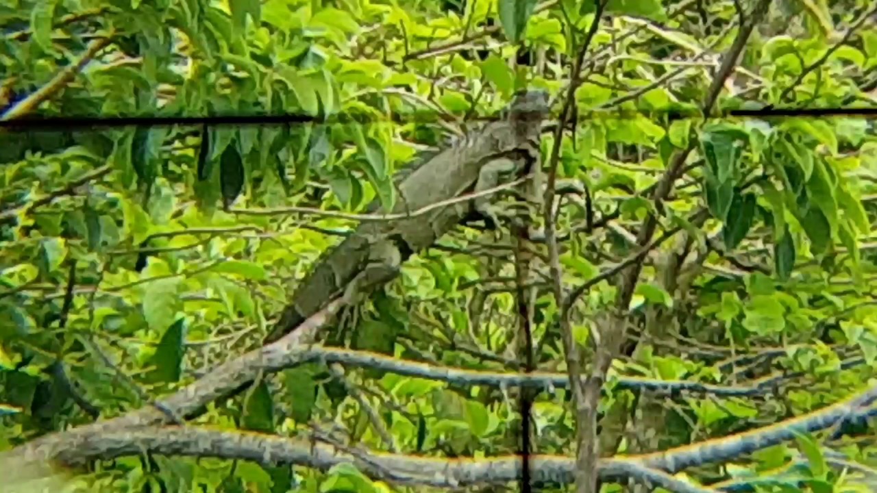 Iguana hunting Puerto Rico - YouTube