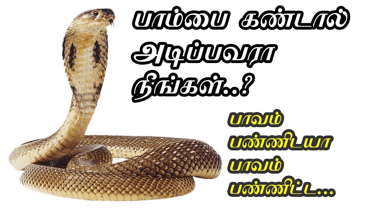 பாம்புகளின் உண்மையான முகத்தை தெரிந்துகொள்ளுங்கள் / Habbits of Snakes in ...