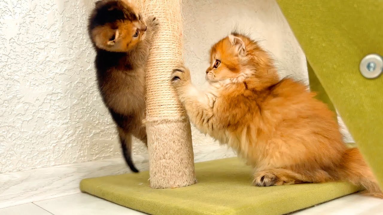 Funny kittens playing together: adorable chaos and cutest moments ...