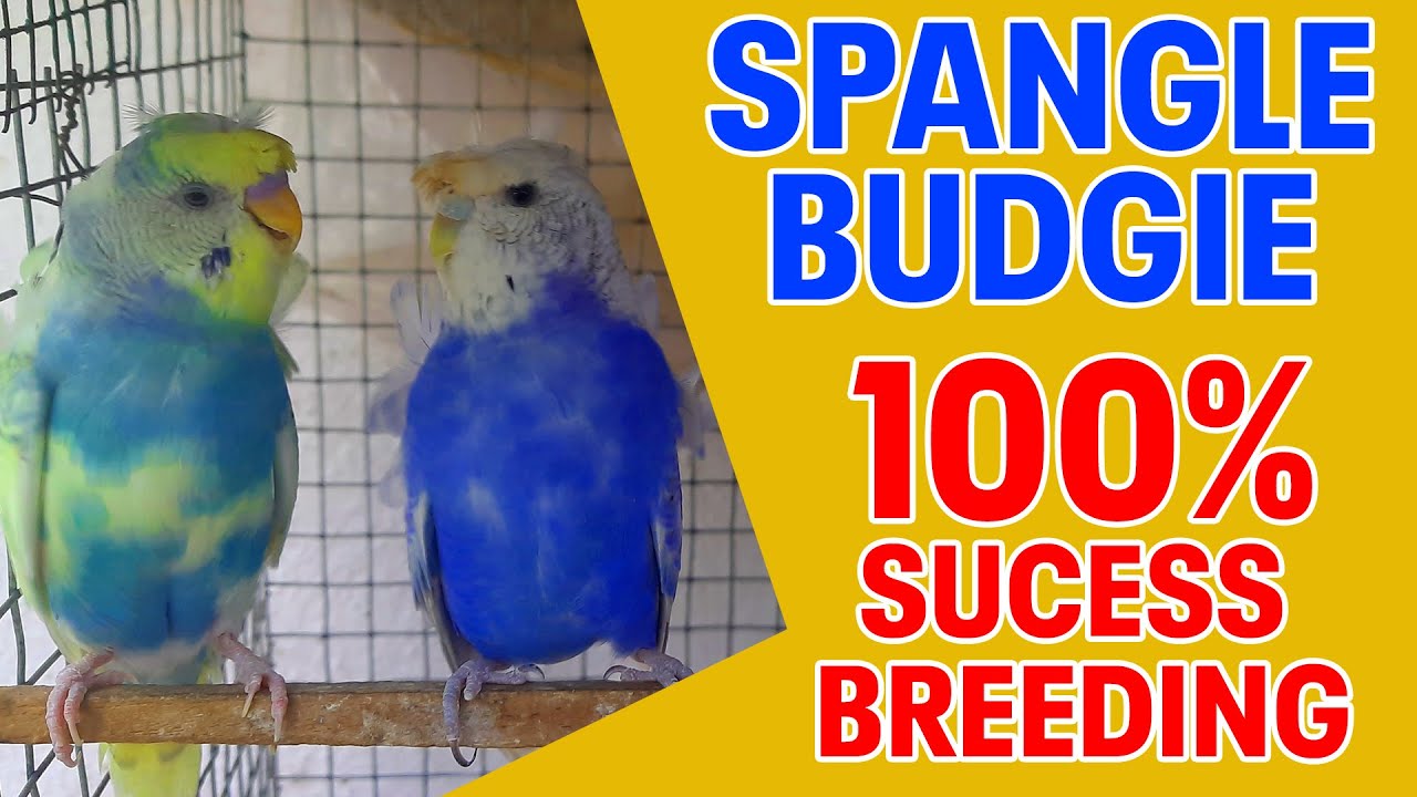Spangle budgies in Tamil\Rainbow budgies\love birds Madurai \Budgies ...