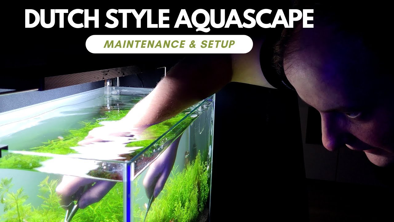 Dutch Style Aquascape - Setup & Maintenance Tutorial - YouTube