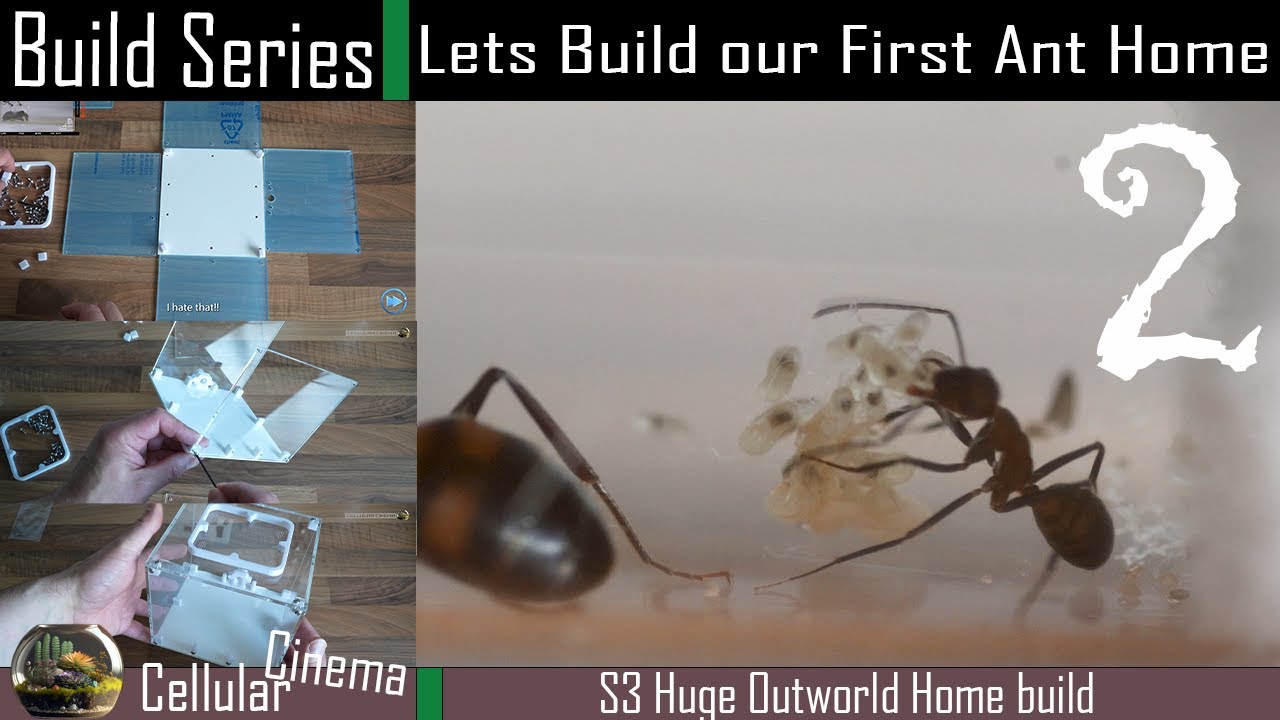 Unboxing & Building the Wakooshi S3 Outworld for Review with our Queen ...