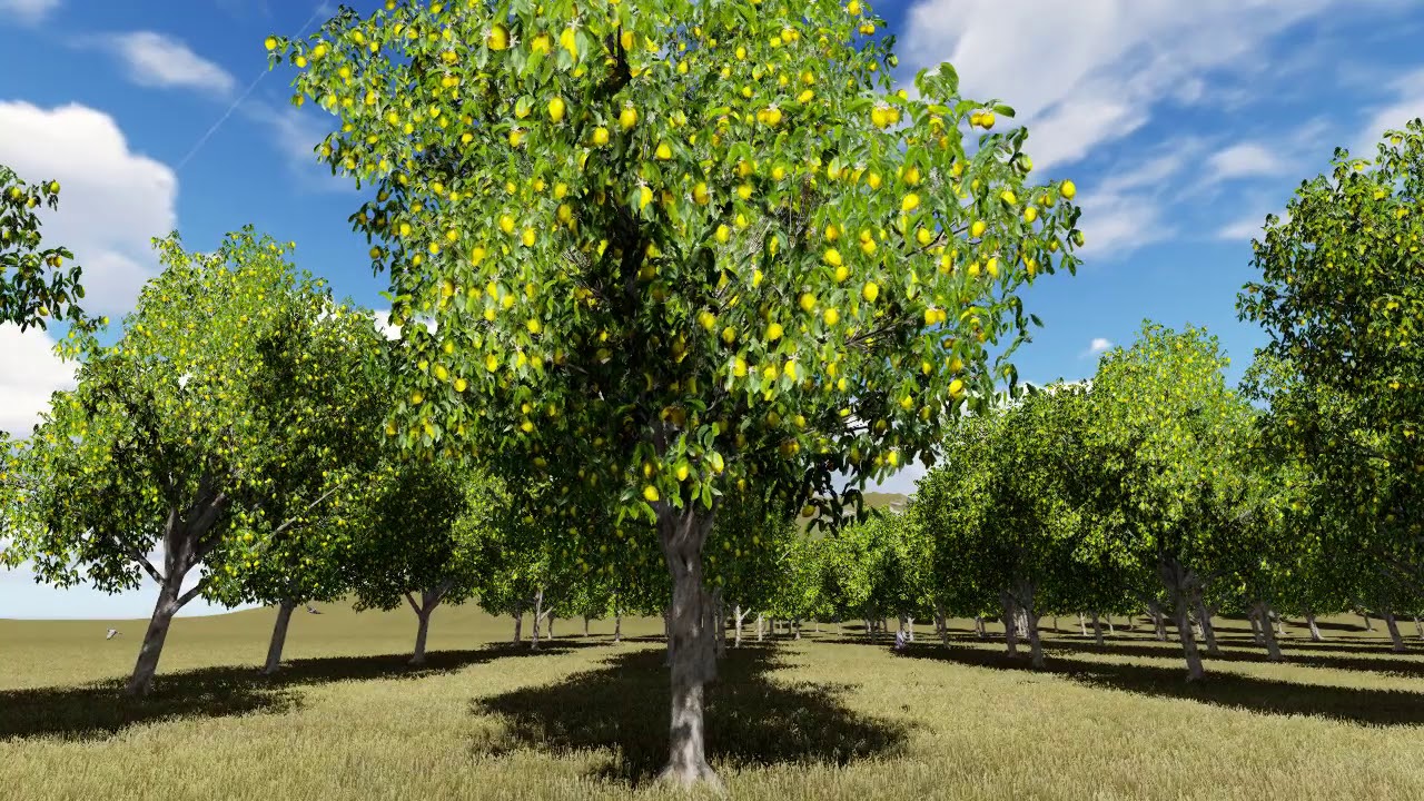 Kebun lemon master plan - YouTube