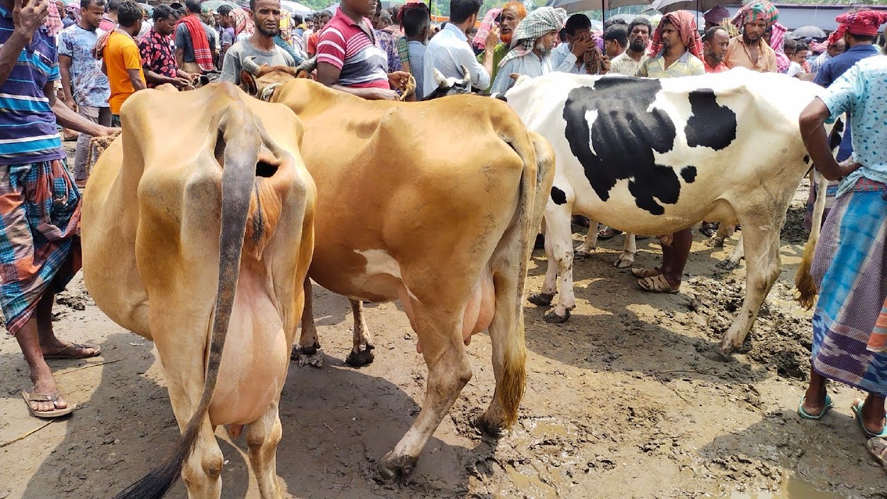 16 লিটার দুধের গাভী 130 হাজারে। জার্সি ফ্রিজিয়ান গাভী।jarsy fijian cow ...
