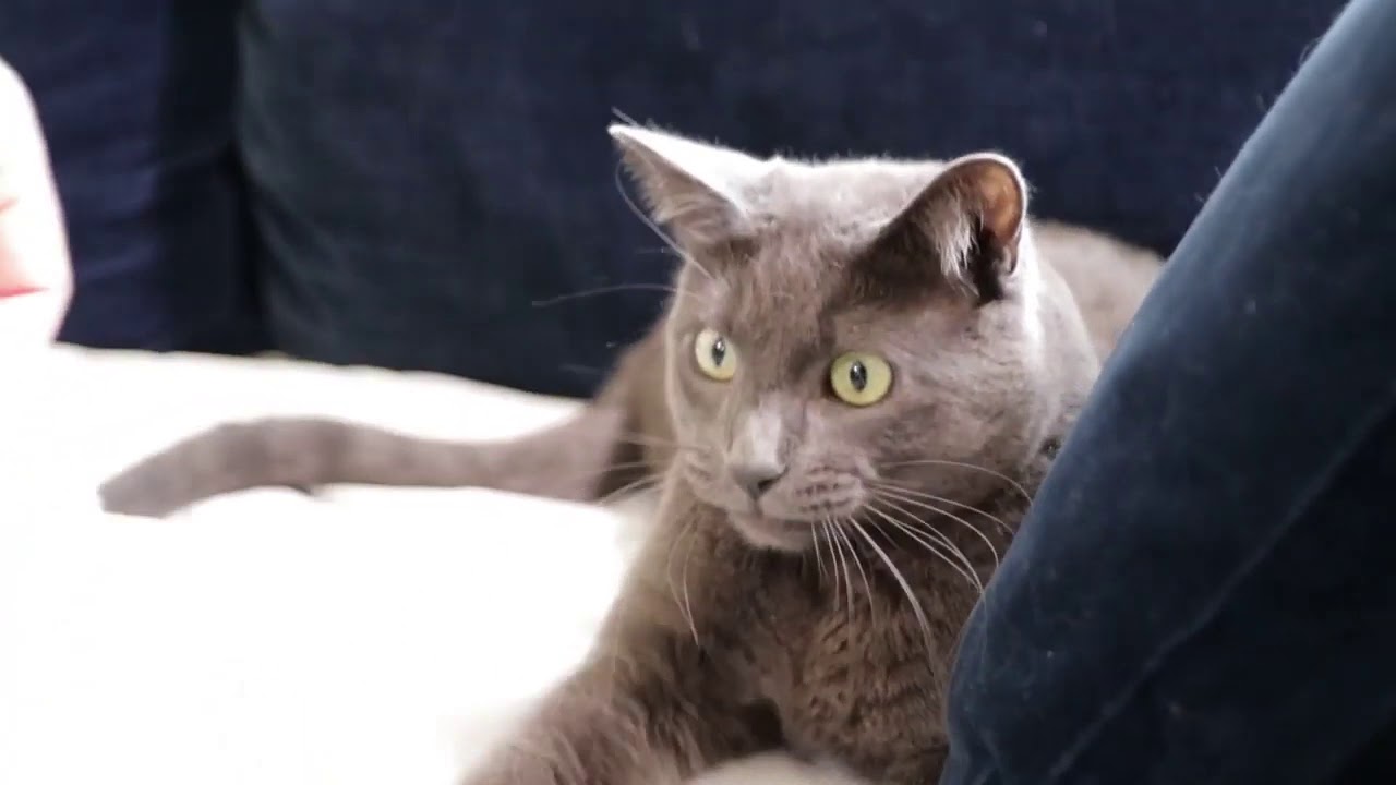 Funny Silly Cats - YouTube