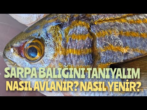 SARPA BALIĞINI TANIYALIM