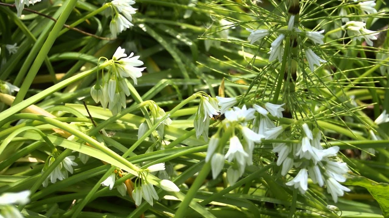 Royalty-Free bees around white flowers (Creative Commons with ...
