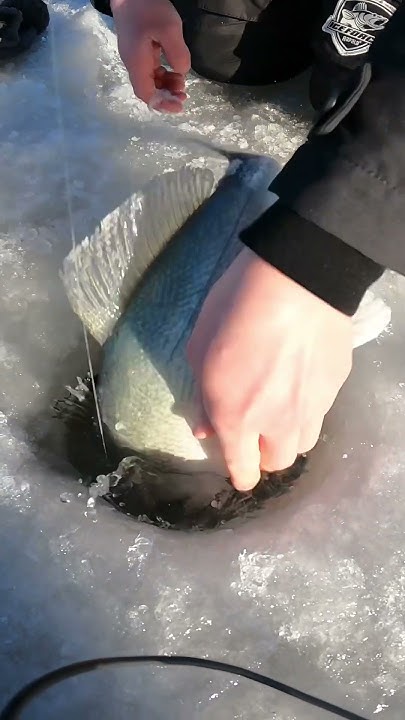 Big green back walleye release on lake Winnipeg ice fishing #fishing #walleyes #lake - YouTube