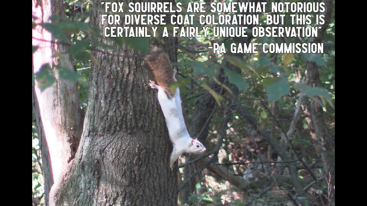 EXTREMELY RARE LEUCISTIC FOX SQUIRREL - YouTube