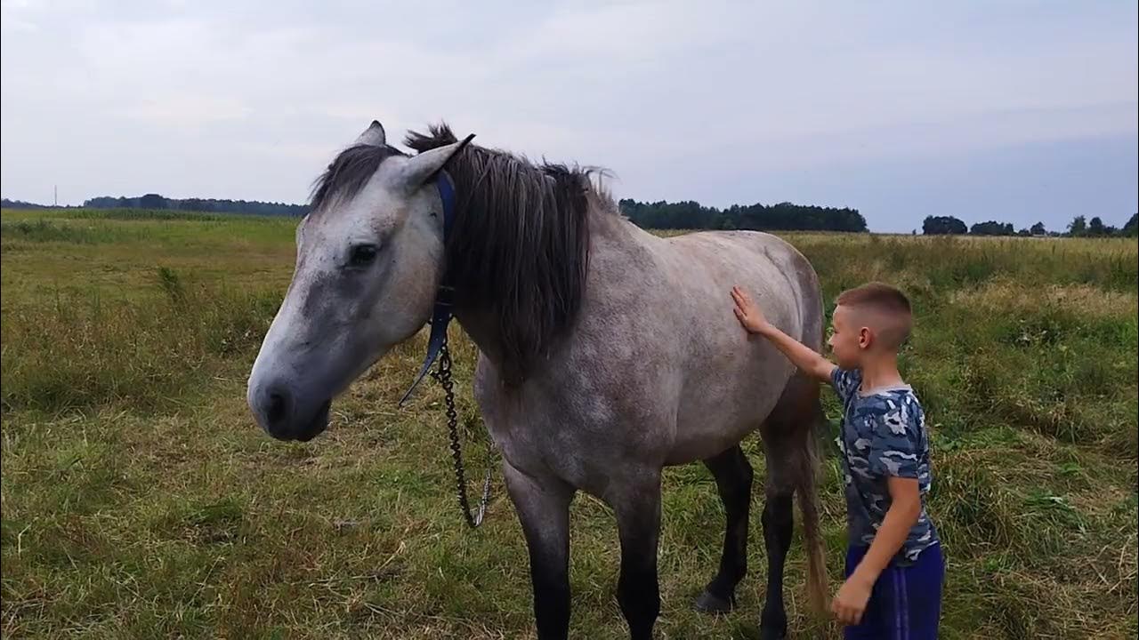 ЛОШАДИ ТЯЖЕЛОВОЗЫ🐎КОБЫЛА ГАВРОША ПЕРШЕРОНОВСКИХ КРОВЕЙ - YouTube