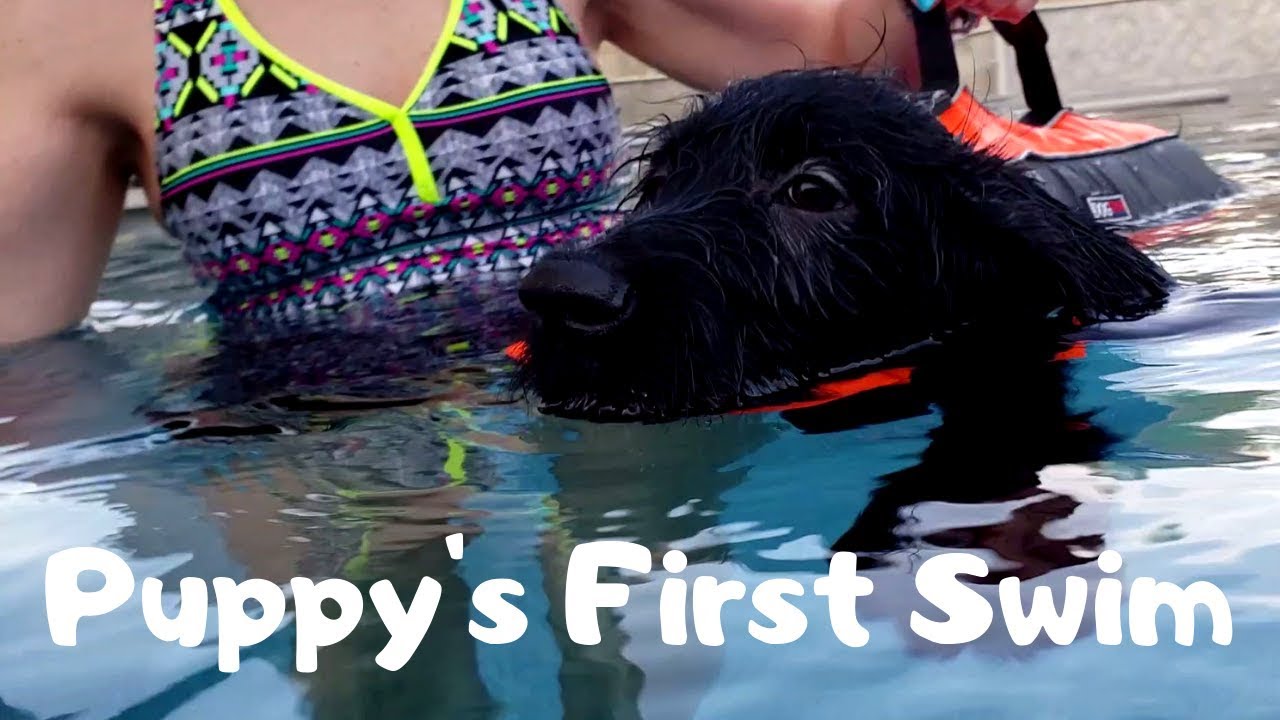 Doodle Puppy Learns to Swim in Giant Pool - YouTube