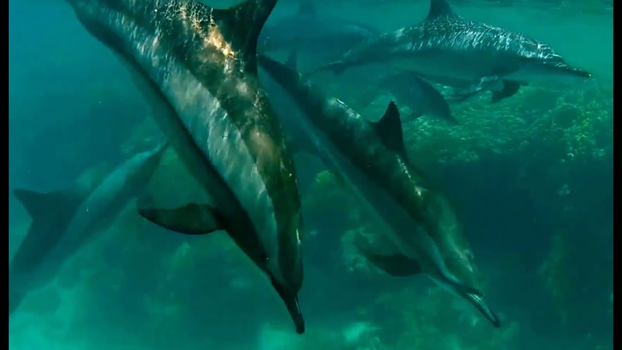 Underwater Camera Catch Dolphins Close Up - YouTube