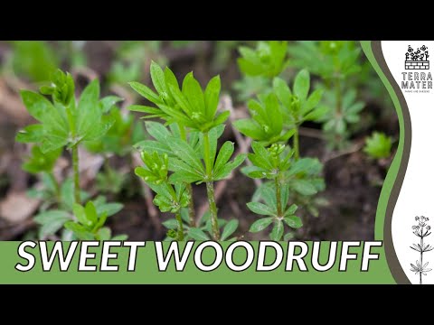 When To Plant Sweet Woodruff Seeds