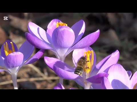 Tüm Saplantı Ve Korkularınızdan Arındıracak Muhteşem Bir Hipnomeditasyon