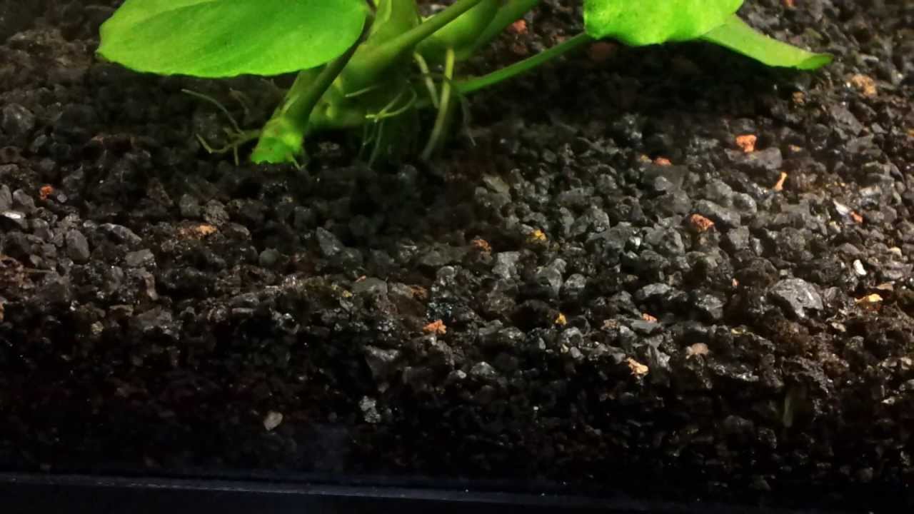 fresh water aquarium bugs - YouTube
