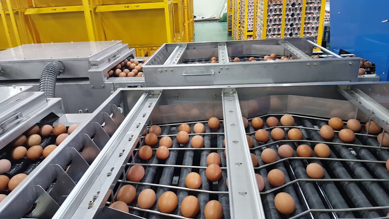 EGGTEC B60K 雞蛋洗選機 by 荷棨實業股份有限公司 - YouTube