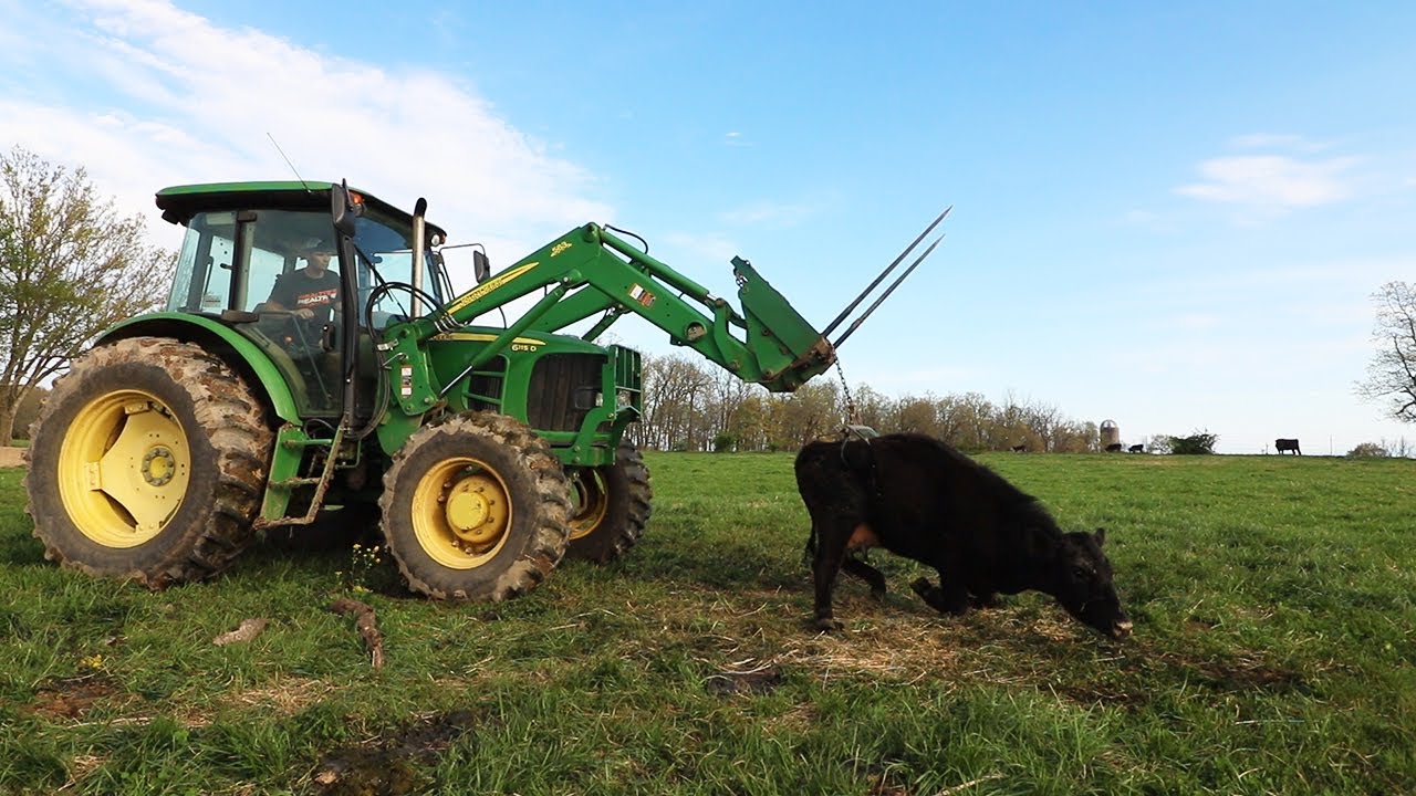 Lifting a Cow with a Hip Lift! - YouTube