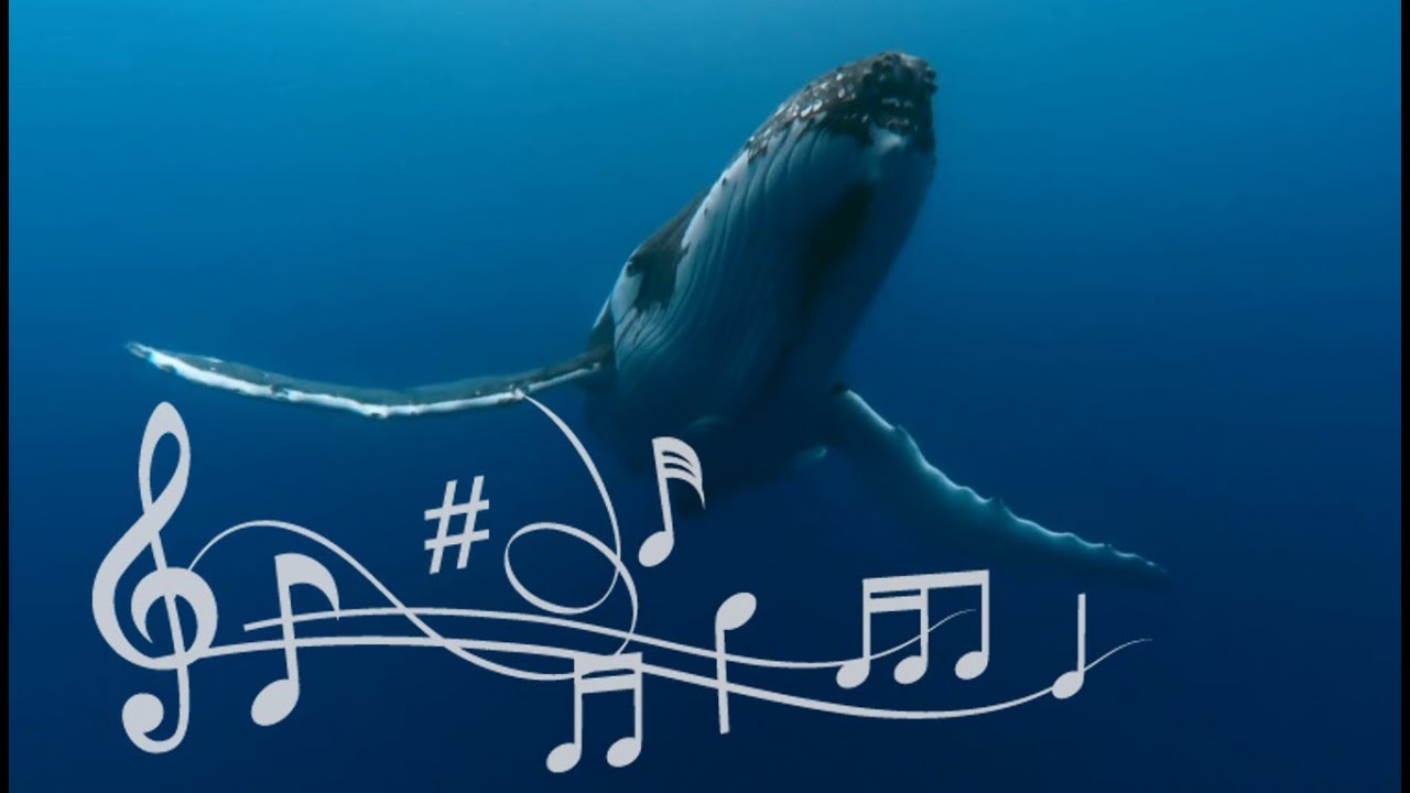 One of the most beautiful spectacles of nature - YouTube