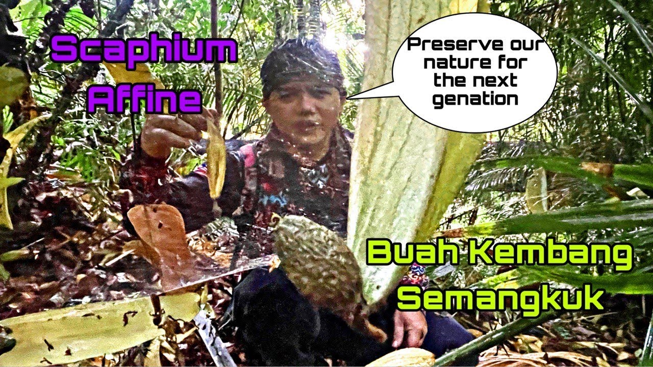 Kembang Semangkuk ft. Damar Hitam | Fungsi dan Kegunaan 2 Item Rare ni ...