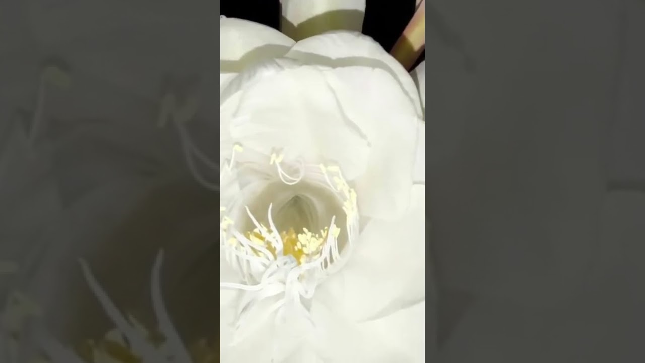 Most Expensive Flower in the Whole World Queen of the Night | Kadupul ...