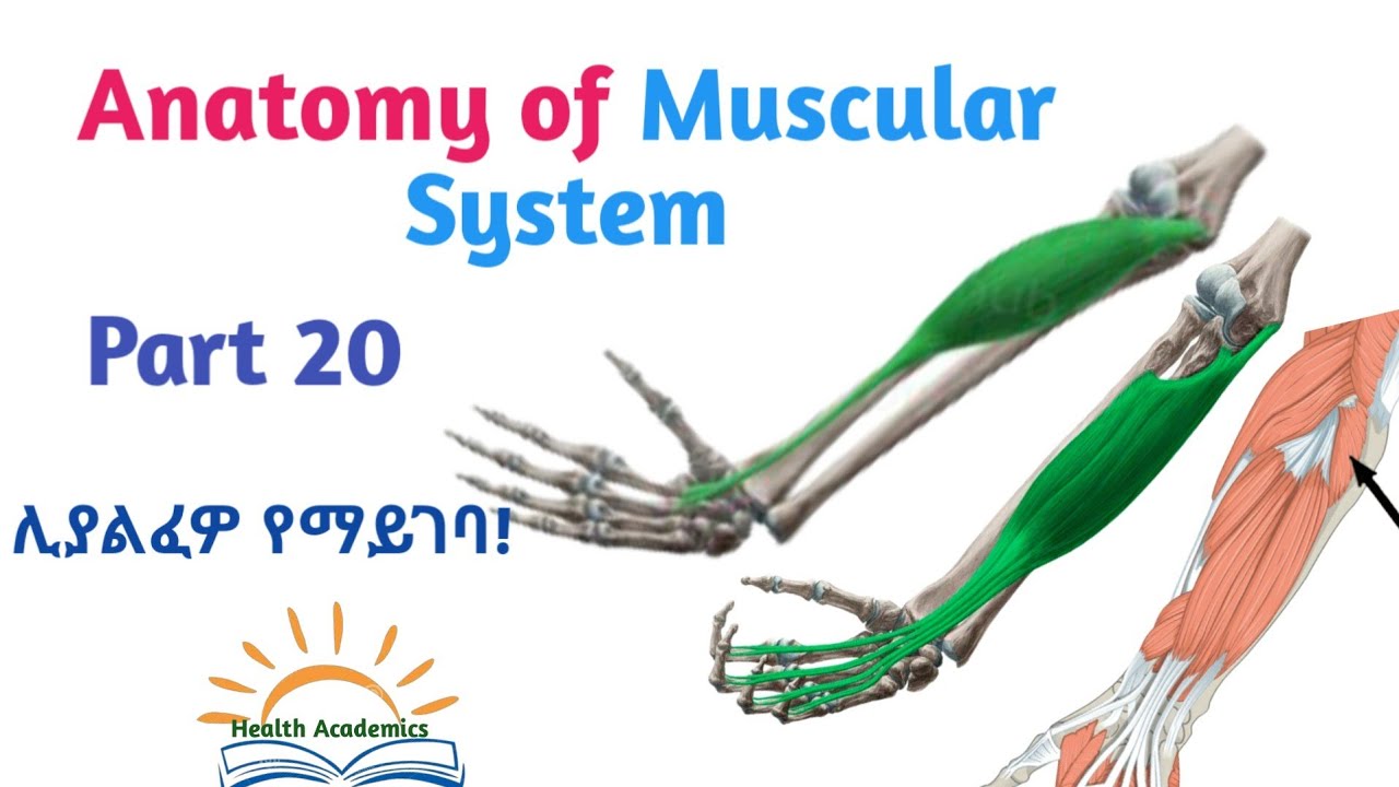 Anatomy of Muscular System, Forearm Muscles, Interesting Video Lecture ...