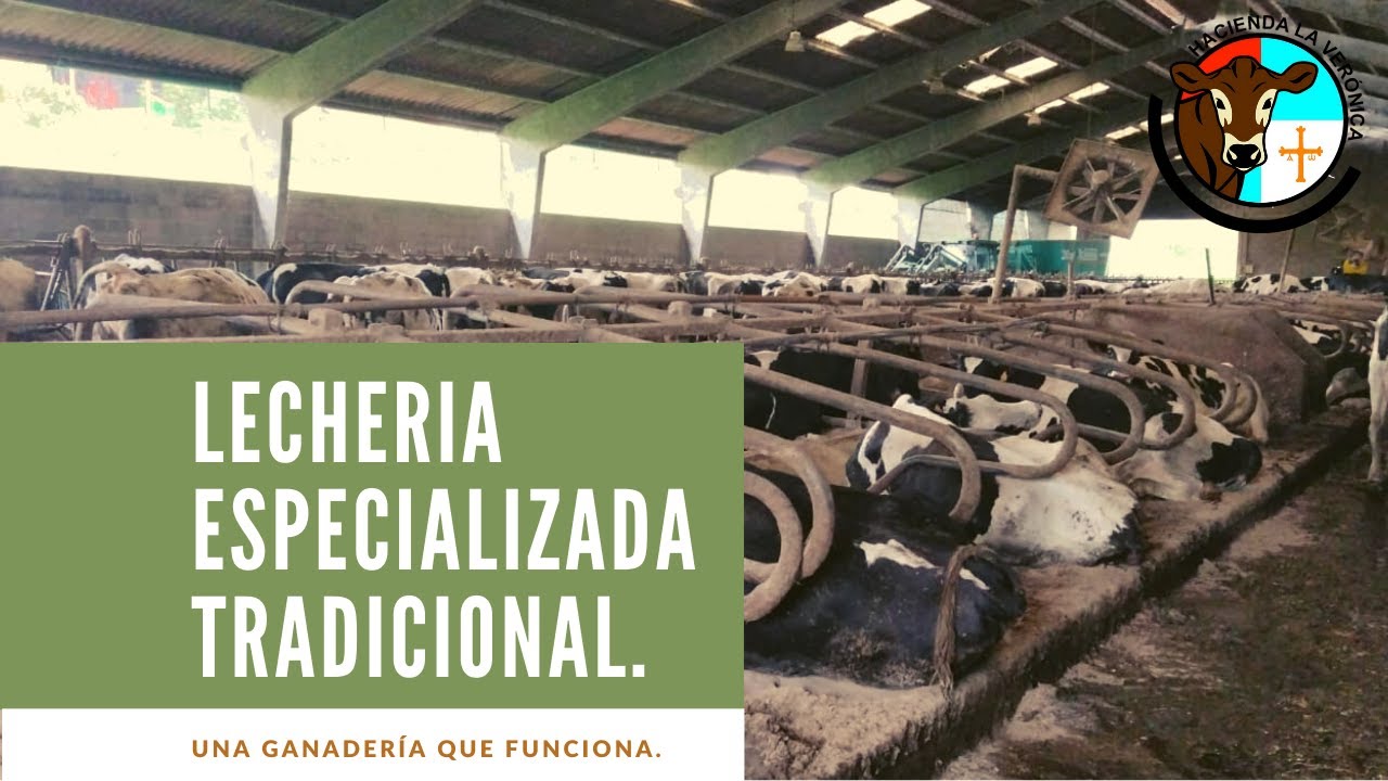 UNA LECHERÍA ESPECIALIZADA TRADICIONAL QUE FUNCIONA - YouTube