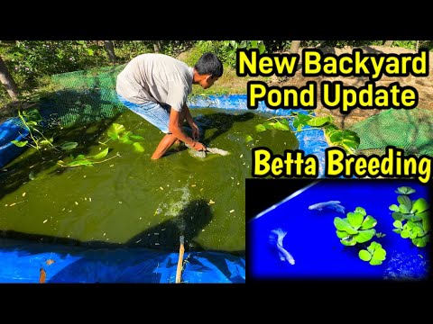 New Backyard Pond Project🔥and Snow White🤍Betta Breeding Update | Future Plans in my backyard ...