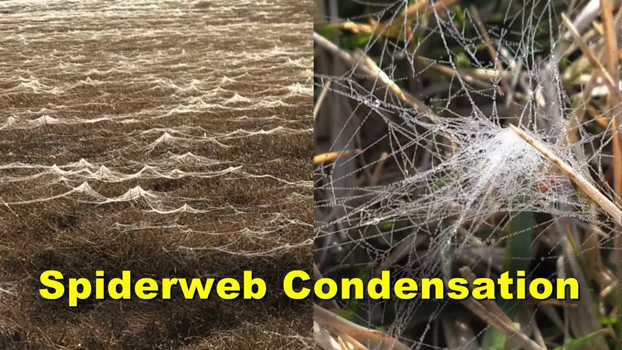 Spiderwebs And Condensation! (After A Heavy Fog) - YouTube