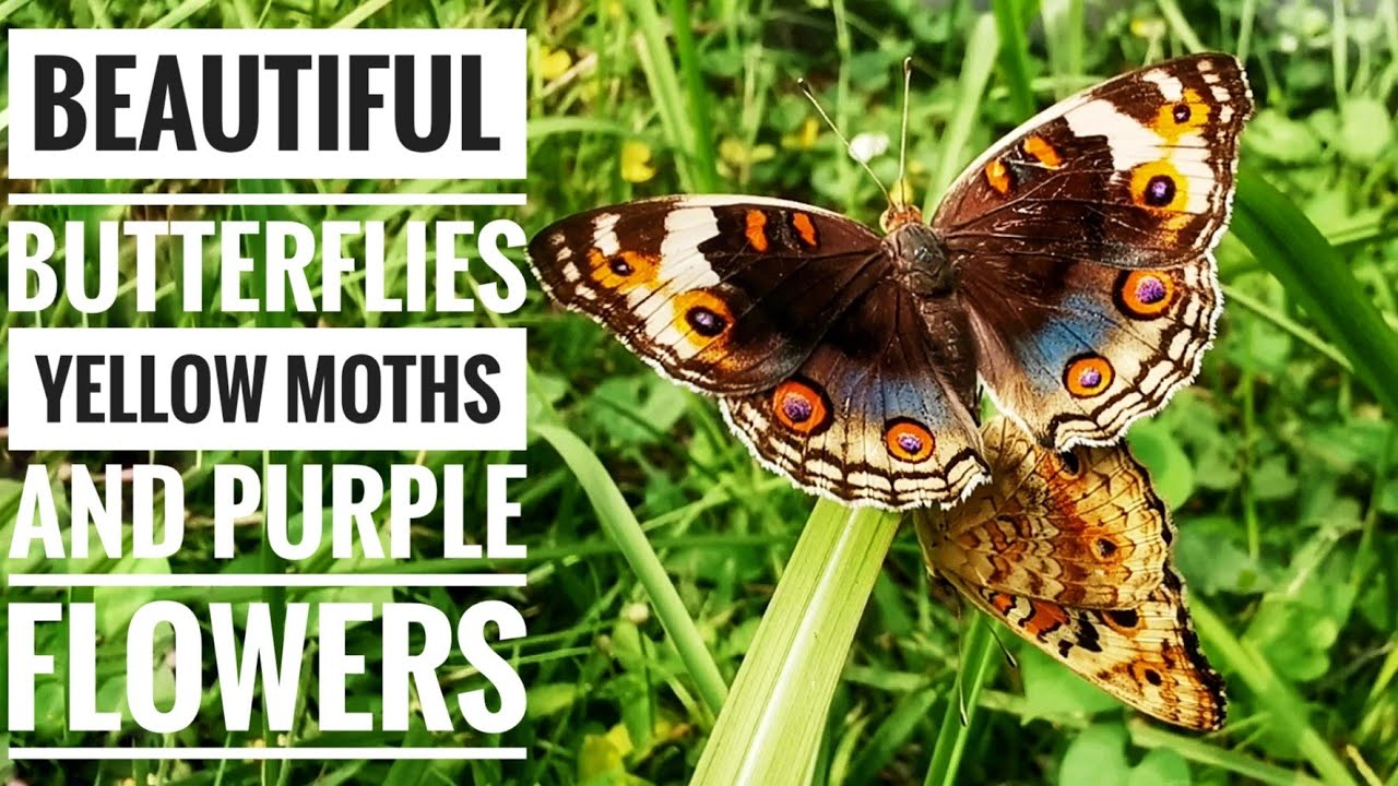 Beautiful Butterflies, Yellow Moths and Purple Flowers - YouTube