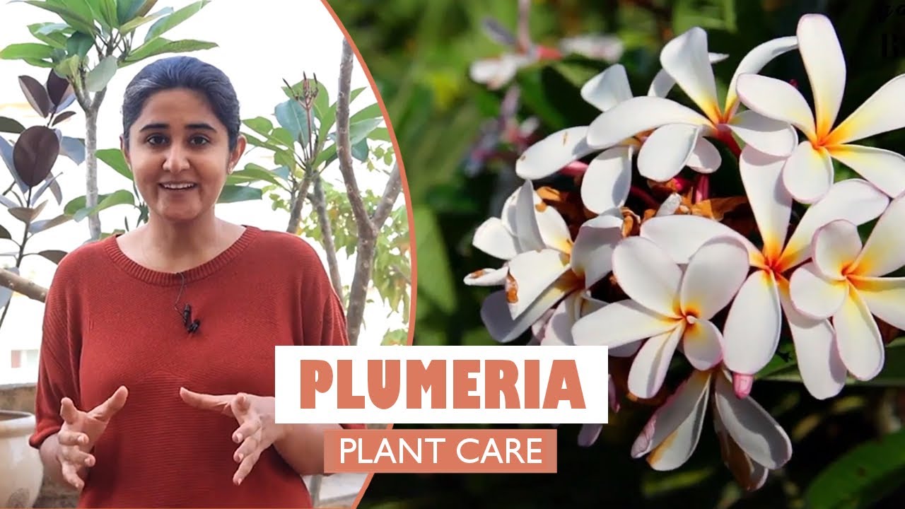 Plumeria / Champa, The flowering plant | all you need to know| Garden ...