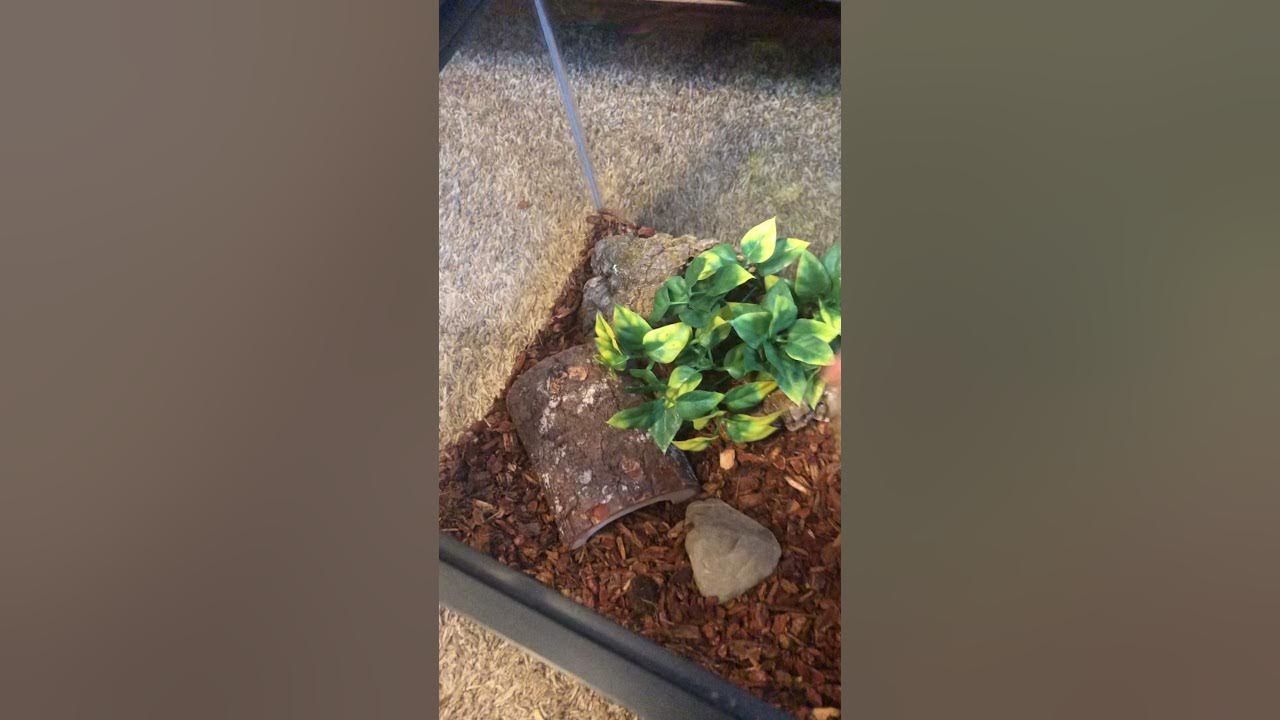 Ball python tank setup - YouTube