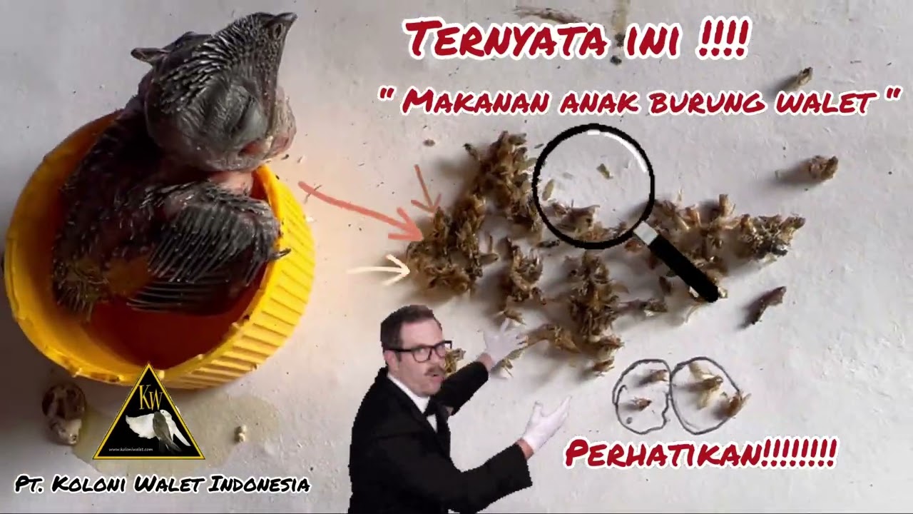 Ternyata ini !!! “Makanan anak burung Walet” by PT. Koloni Walet ...