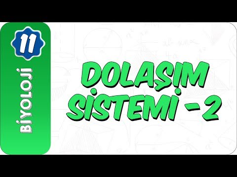 11. Sınıf Biyoloji | Dolaşım Sistemi- 2