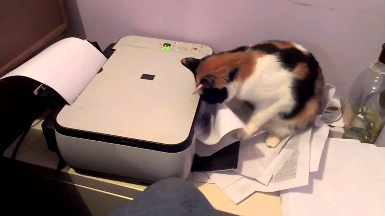 Cat eats homework - YouTube