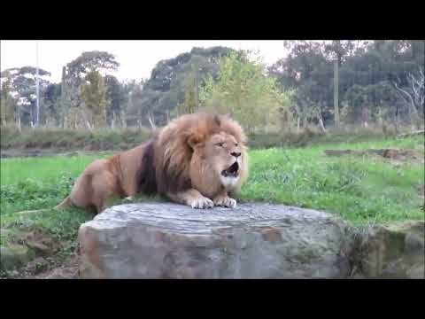 lion ( sher) meme template | Instagram trending sher meme || Memes ...