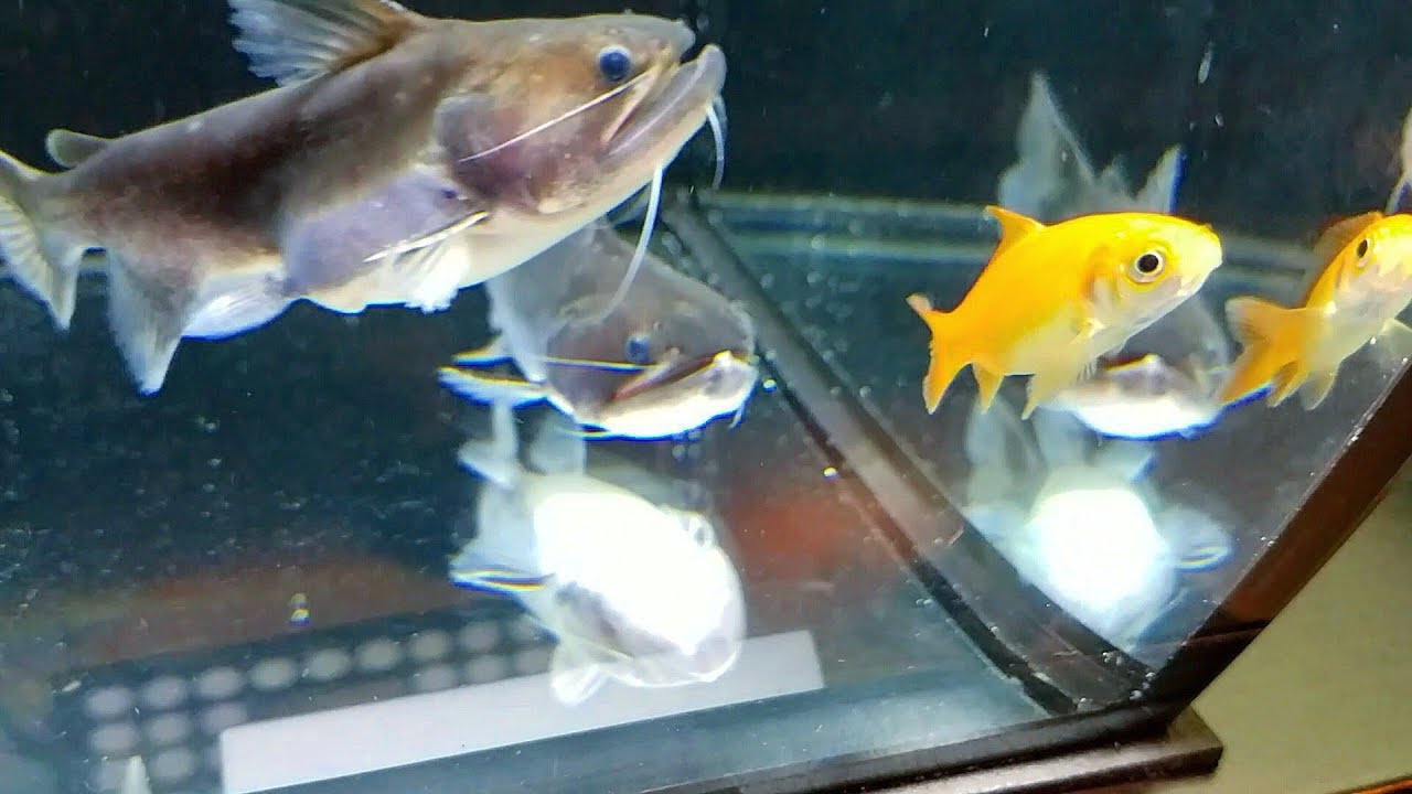 Two CATFISH Battle for LIVE GOLDFISH! - YouTube