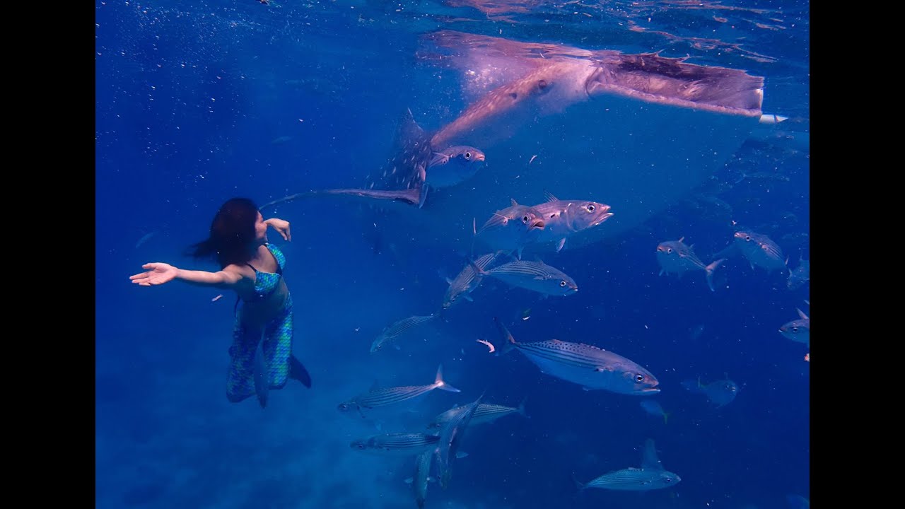 Mermaid Chased by a Whale Shark - YouTube