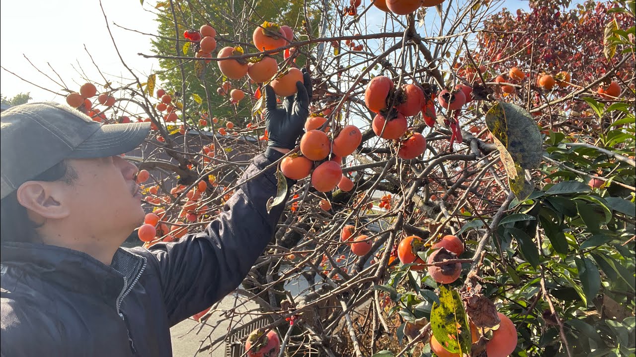 Picking Persimmon’s - YouTube
