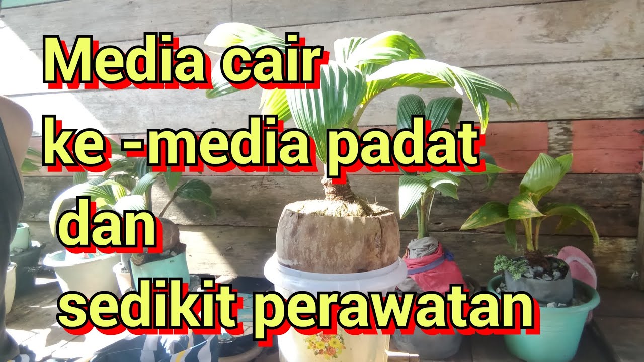 media cair kemedia padat - YouTube