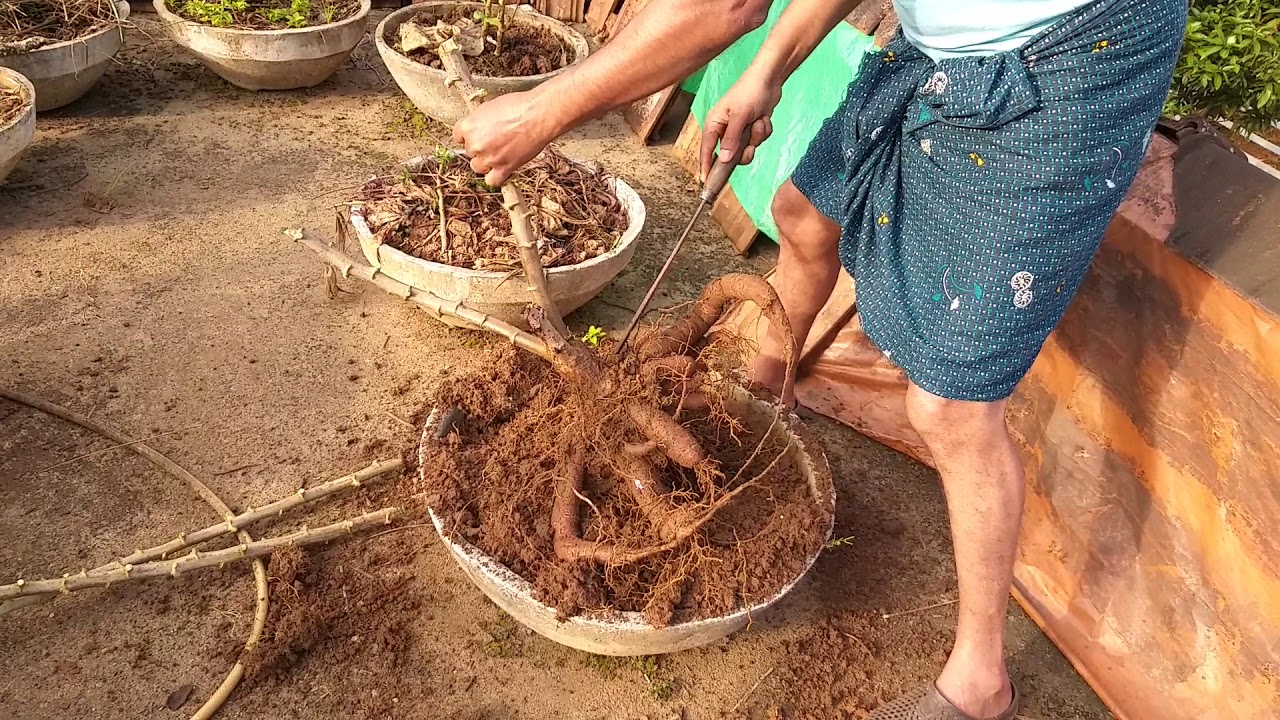 TAPIOCA SUPER YIELD IN POT - YouTube