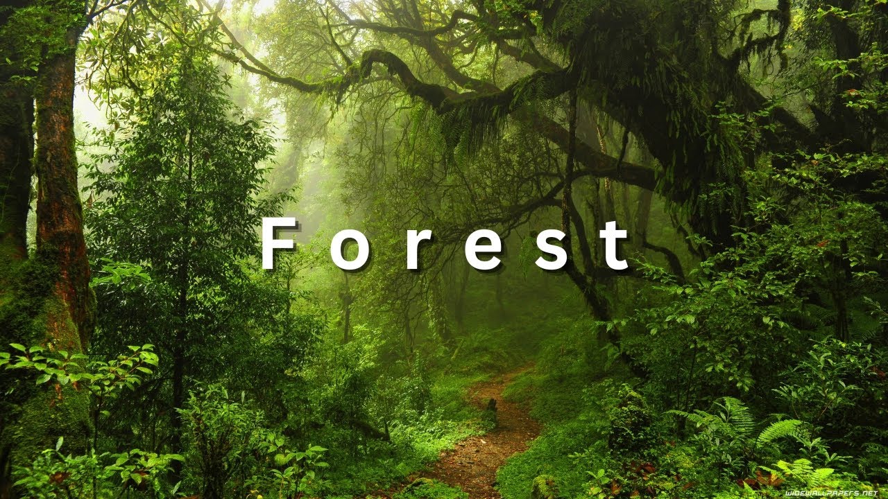 Nature Forest Relaxation Film 4K - Peaceful Relaxing Music - Nature 4k ...